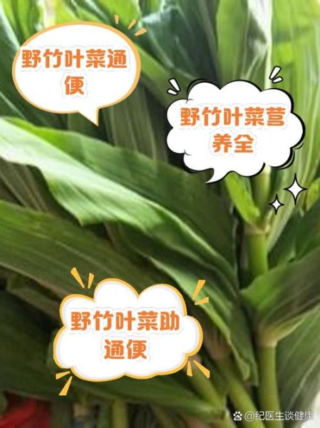 竹叶菜什么时候种_竹叶菜种植方法-第2张图片-山城妙识