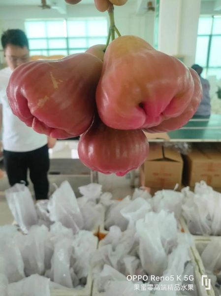 莲雾多少钱一斤_莲雾价格为什么差距大-第3张图片-山城妙识