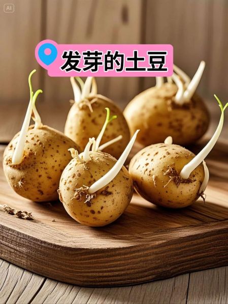 马铃薯发芽能吃吗_发芽土豆怎么处理-第1张图片-山城妙识