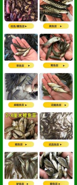 鳜鱼苗批发价格多少钱一斤_鳜鱼苗批发价格行情-第1张图片-山城妙识