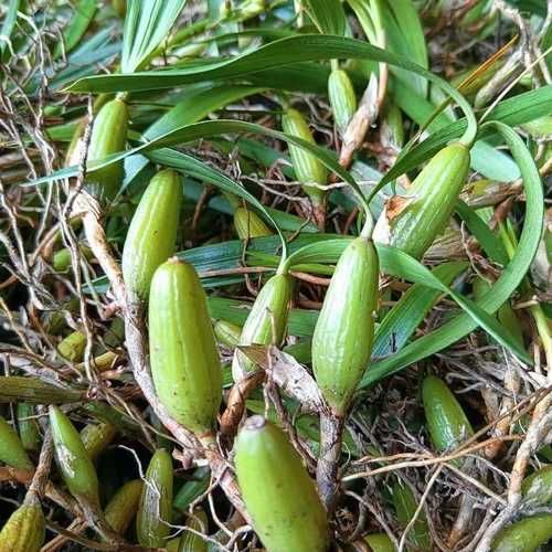 石橄榄多少钱一斤_石橄榄价格行情-第3张图片-山城妙识