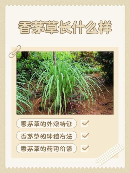 香茅草的功效与作用_香茅草禁忌有哪些-第1张图片-山城妙识