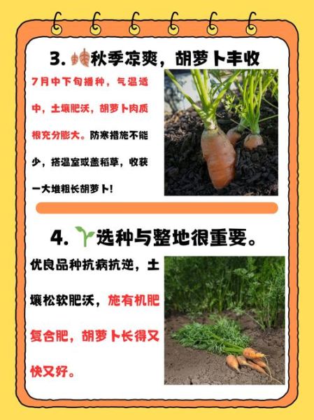 萝卜什么时候种最合适_萝卜怎么种才高产-第2张图片-山城妙识