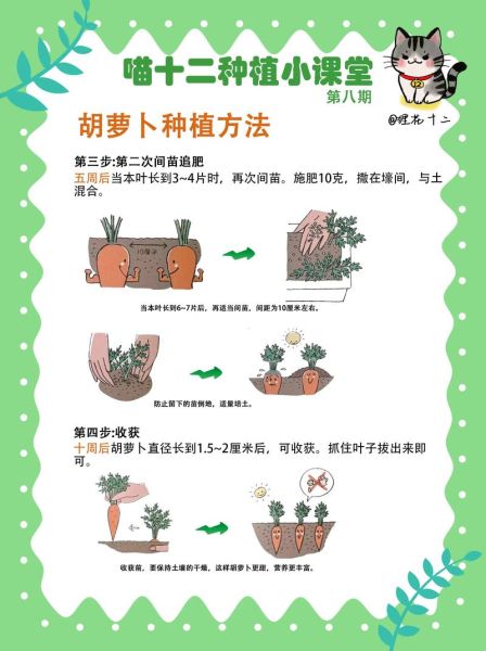 萝卜什么时候种最合适_萝卜怎么种才高产-第1张图片-山城妙识