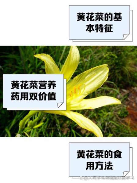 鲜黄花菜中毒多久消失_中毒症状几天能好-第1张图片-山城妙识