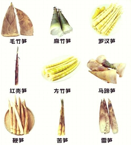 笋图片大全_春笋和冬笋的区别-第1张图片-山城妙识