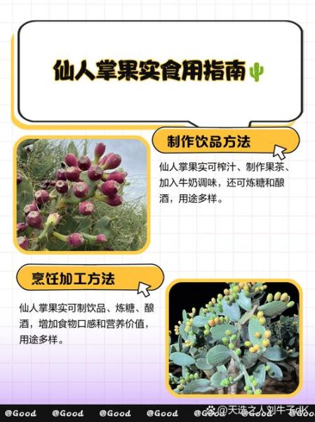 仙人掌果怎么吃_仙人掌果吃法视频教程-第1张图片-山城妙识