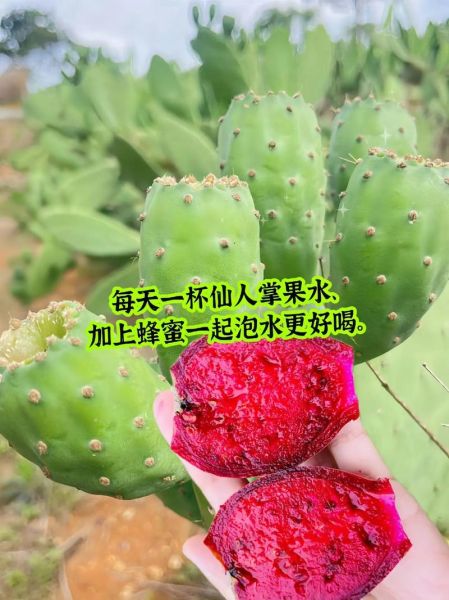 仙人掌果怎么吃_仙人掌果吃法视频教程-第3张图片-山城妙识