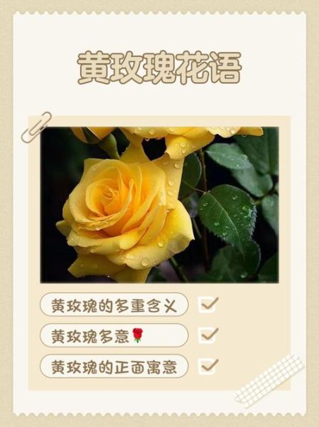黄玫瑰的花语是什么_黄玫瑰适合送什么人-第1张图片-山城妙识
