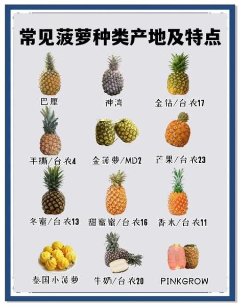 凤梨和菠萝是一种水果吗_凤梨和菠萝的生物学区别-第2张图片-山城妙识