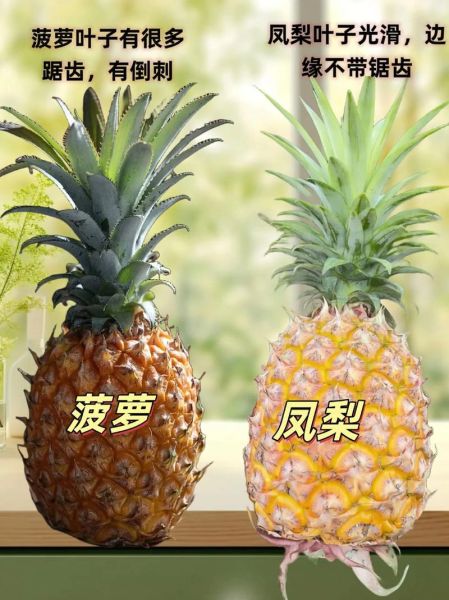 凤梨和菠萝是一种水果吗_凤梨和菠萝的生物学区别-第1张图片-山城妙识