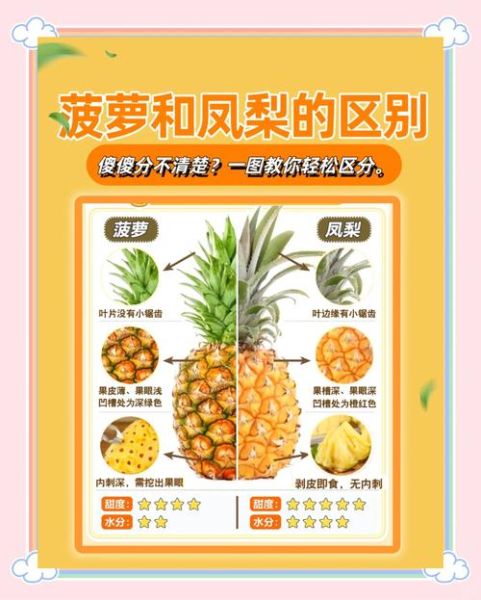 凤梨和菠萝是一种水果吗_凤梨和菠萝的生物学区别-第3张图片-山城妙识