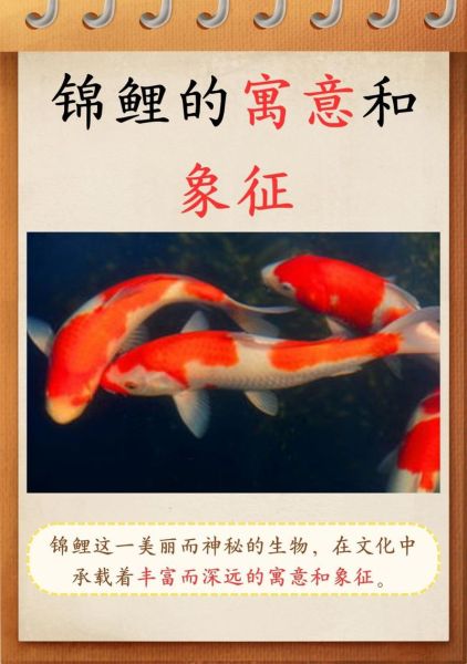 锦鲤养几条最吉利_风水数量怎么选-第1张图片-山城妙识