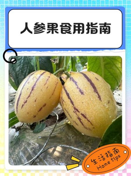 人参果为什么没人吃_人参果口感差吗-第3张图片-山城妙识