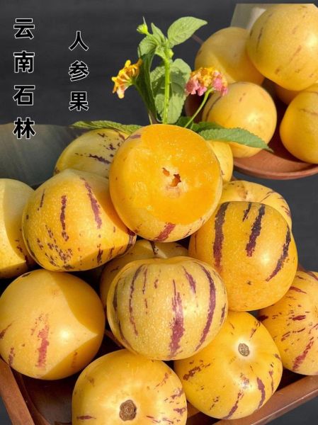 人参果为什么没人吃_人参果口感差吗-第2张图片-山城妙识