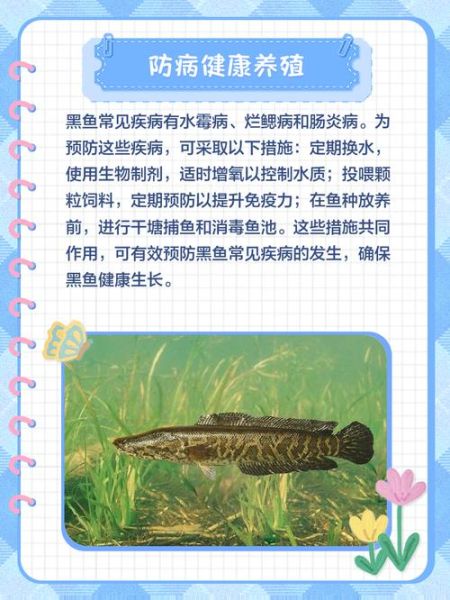 黑鱼养殖技术视频_黑鱼养殖新手怎么开始-第1张图片-山城妙识