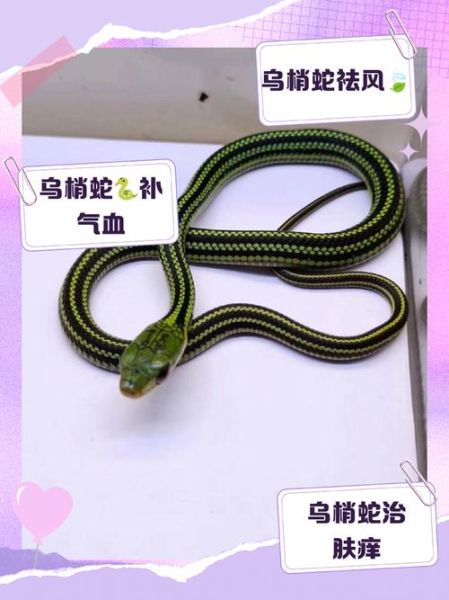 乌梢蛇的功效与作用_乌梢蛇能治什么病-第2张图片-山城妙识