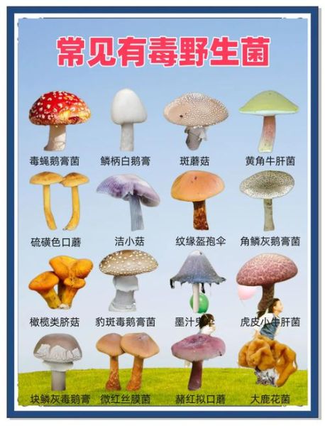 有毒蘑菇图片大全_如何辨别毒蘑菇-第1张图片-山城妙识