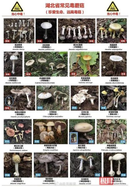 有毒蘑菇图片大全_如何辨别毒蘑菇-第2张图片-山城妙识