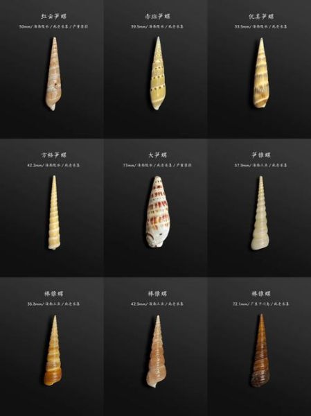 锥螺和钉螺的区别_如何快速区分-第2张图片-山城妙识