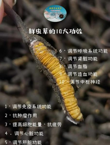 虫草的功效与作用有哪些_虫草怎么吃效果最好-第1张图片-山城妙识