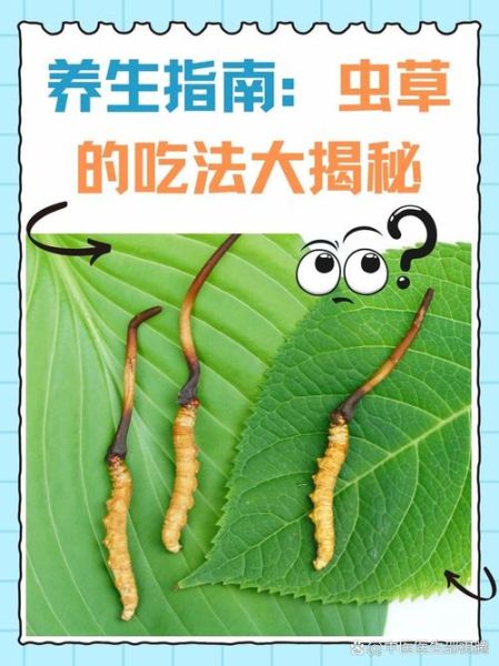 虫草的功效与作用有哪些_虫草怎么吃效果最好-第3张图片-山城妙识