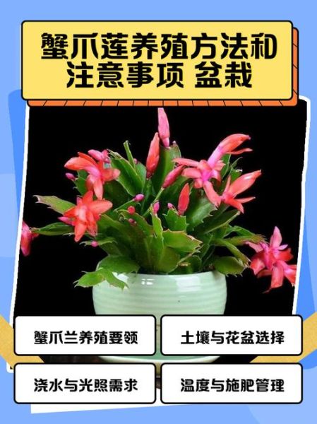 毛蟹爪莲怎么养_毛蟹爪莲有毒吗-第1张图片-山城妙识