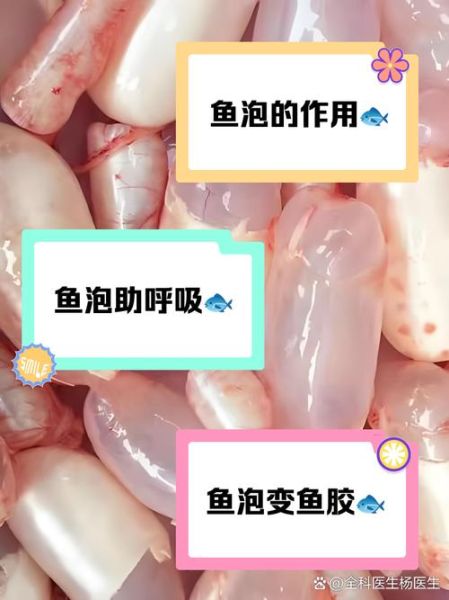 鱼鳔的作用原理_鱼鳔如何调节浮力-第2张图片-山城妙识