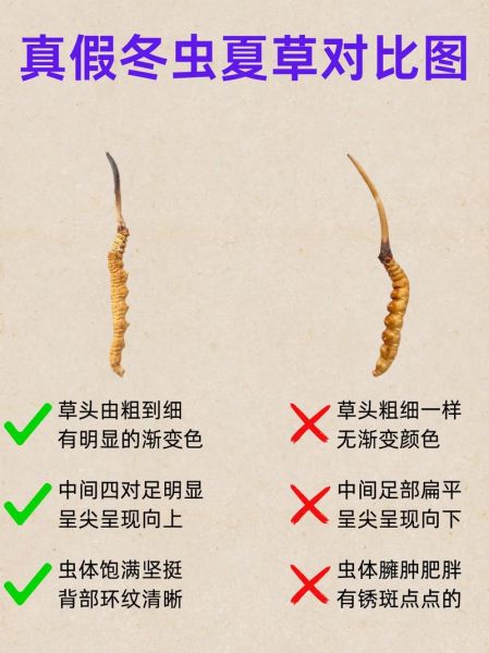 蛹虫草图片真假鉴别_蛹虫草和冬虫夏草区别-第1张图片-山城妙识