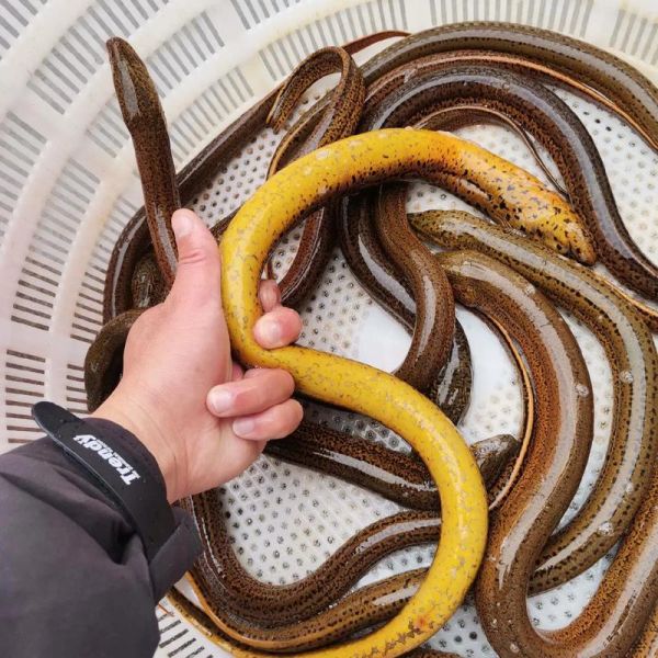 鳝鱼品种大全集_鳝鱼种类有哪些-第3张图片-山城妙识