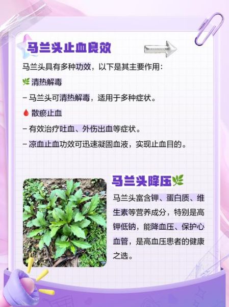 马兰头根煮水有什么功效_马兰头根煮水怎么喝才有效-第1张图片-山城妙识