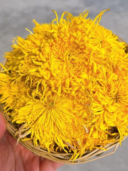 菊花图片大全大图_如何挑选高清菊花壁纸-第2张图片-山城妙识