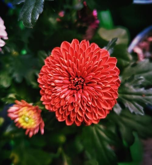 菊花图片大全大图_如何挑选高清菊花壁纸-第3张图片-山城妙识