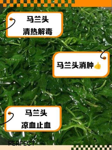 马兰头根煮水有什么功效_马兰头根煮水怎么喝才有效-第2张图片-山城妙识