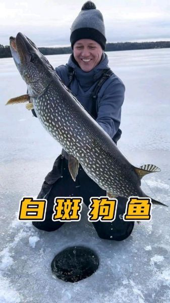 白斑狗鱼怎么做好吃_白斑狗鱼家常做法-第1张图片-山城妙识