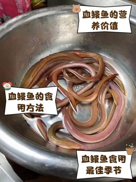 鳝鱼血能吃吗_鳝鱼血怎么吃才安全-第1张图片-山城妙识