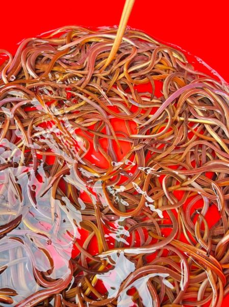 鳝鱼血能吃吗_鳝鱼血怎么吃才安全-第3张图片-山城妙识