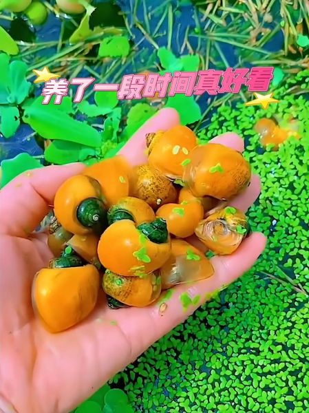 黄螺怎么处理_黄螺怎么清洗才干净-第3张图片-山城妙识