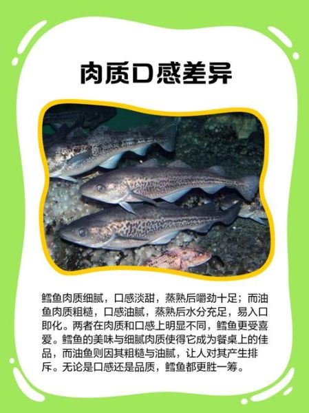 鳕鱼油鱼切片区别_哪个更适合宝宝辅食-第1张图片-山城妙识