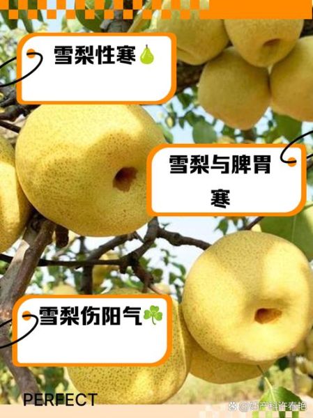 雪梨图片真实_如何辨别真假雪梨照片-第1张图片-山城妙识