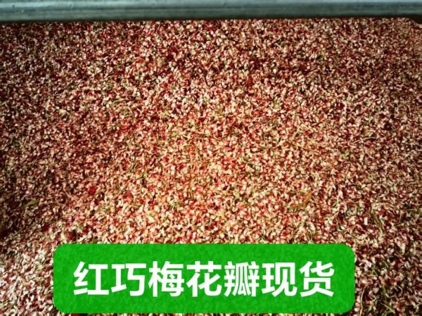 红巧梅图片_红巧梅长什么样-第1张图片-山城妙识