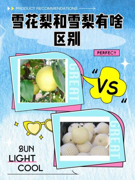 雪梨图片真实_如何辨别真假雪梨照片-第2张图片-山城妙识