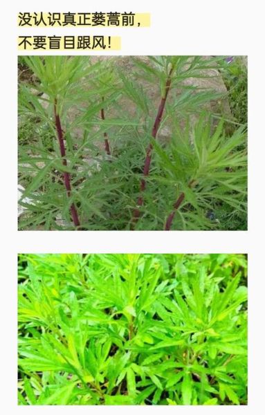 蒌怎么读_蒌蒿和蒌叶的区别-第1张图片-山城妙识