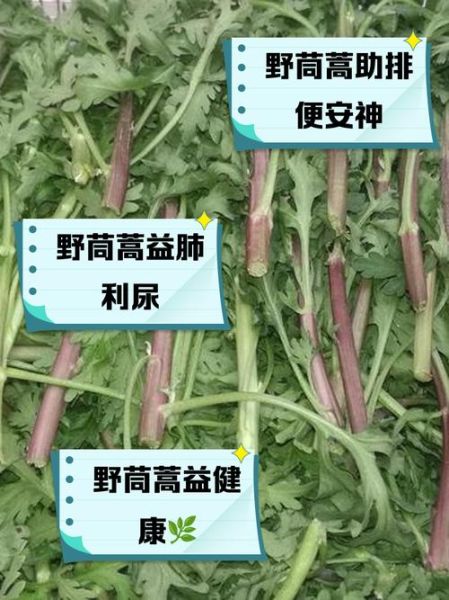 茼蒿的营养价值_茼蒿的功效与作用有哪些-第2张图片-山城妙识