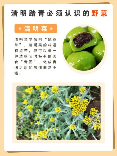 野菜名称图片大全_如何识别常见野菜-第3张图片-山城妙识