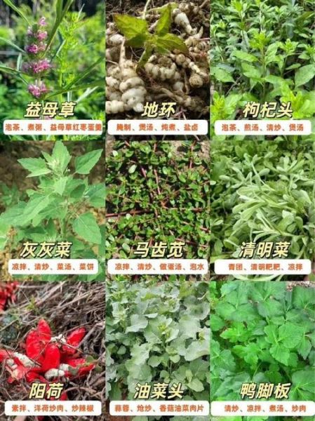 野菜名称图片大全_如何识别常见野菜-第2张图片-山城妙识