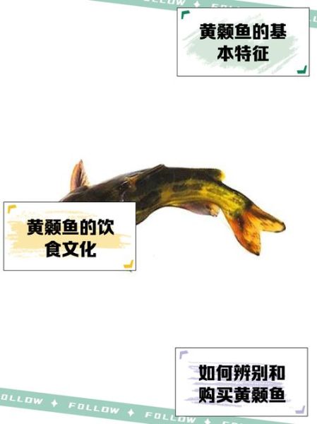 葛鱼的学名叫什么_葛鱼与黄颡鱼的区别-第1张图片-山城妙识