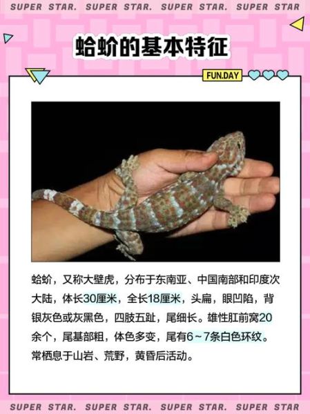 蛤蚧的功效与作用禁忌_哪些人不能吃蛤蚧-第2张图片-山城妙识