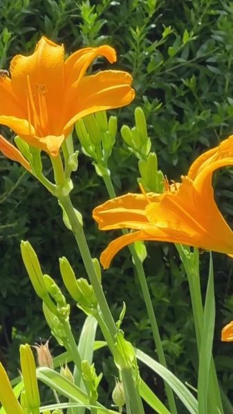 野百合花图片怎么拍_野百合花高清壁纸哪里找-第3张图片-山城妙识