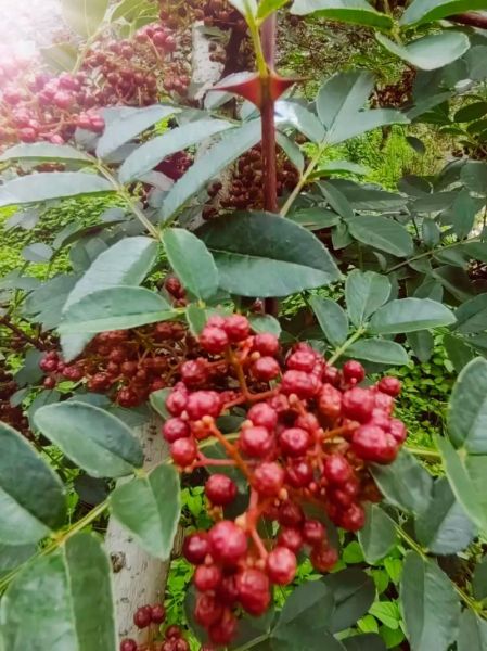 花椒图片大全大图_哪里找高清花椒实拍图-第1张图片-山城妙识 花椒图片大全大图_哪里找高清花椒实拍图-第1张图片-山城妙识